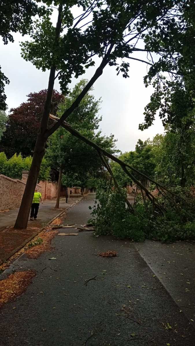 Hardwick Road Closure Due to Fallen Tree Limb – The Park Estate